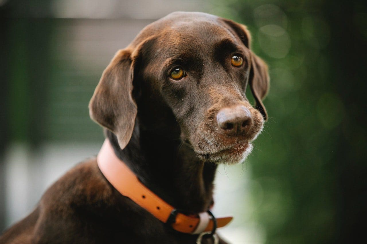Overbites and Underbites in Dogs and Cats