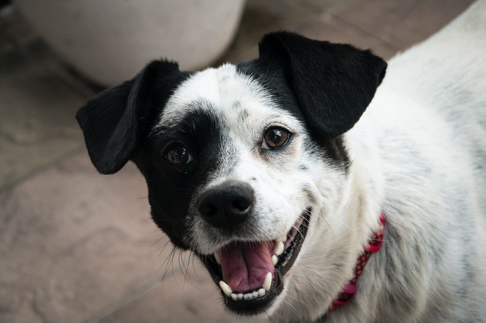 Tooth Grinding in Dogs and Cats | Montana Pet Dentistry and Oral Surgery