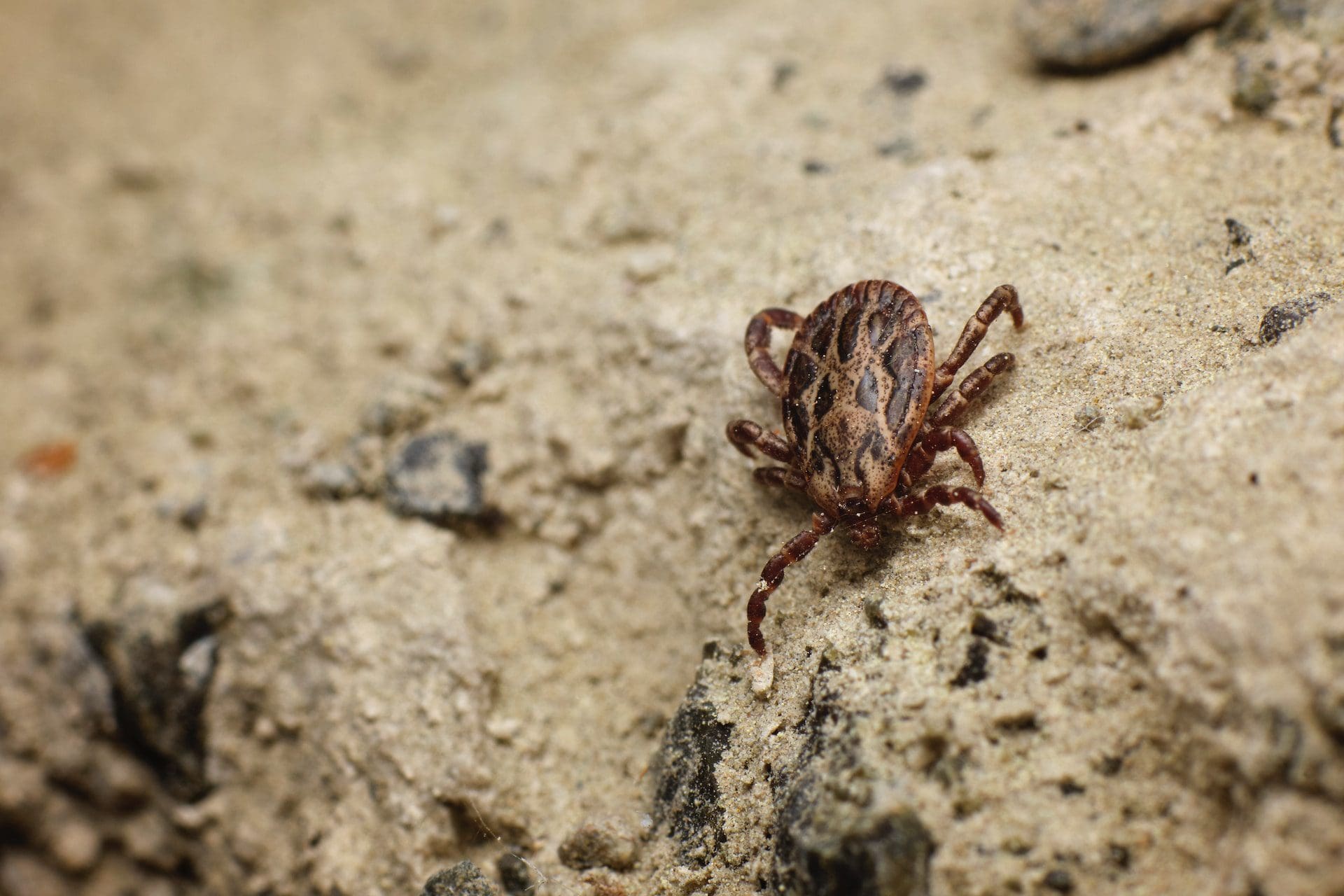 Ticks in Montana Are Dangerous—Here’s How to Protect Your Pets